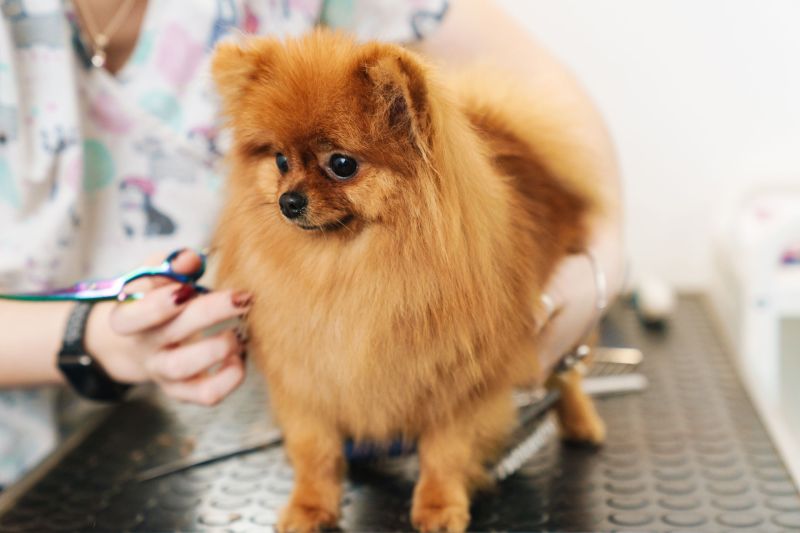 Premium Dog Groomers in London - Paws Grooming Empire